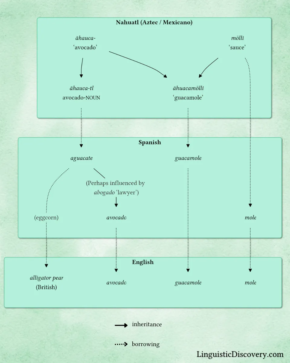 What are language isolates?